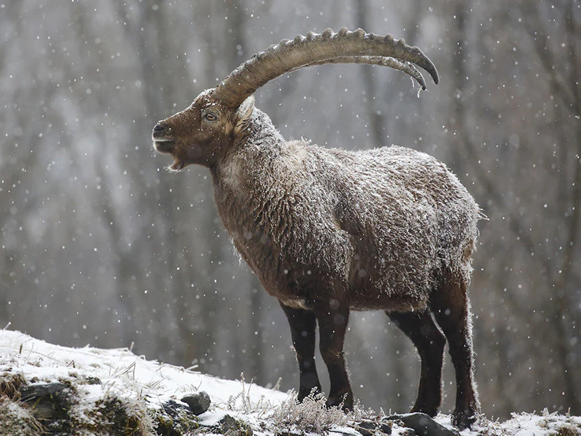 ibexについて - サプライチェーン | ibex – ibex Japan